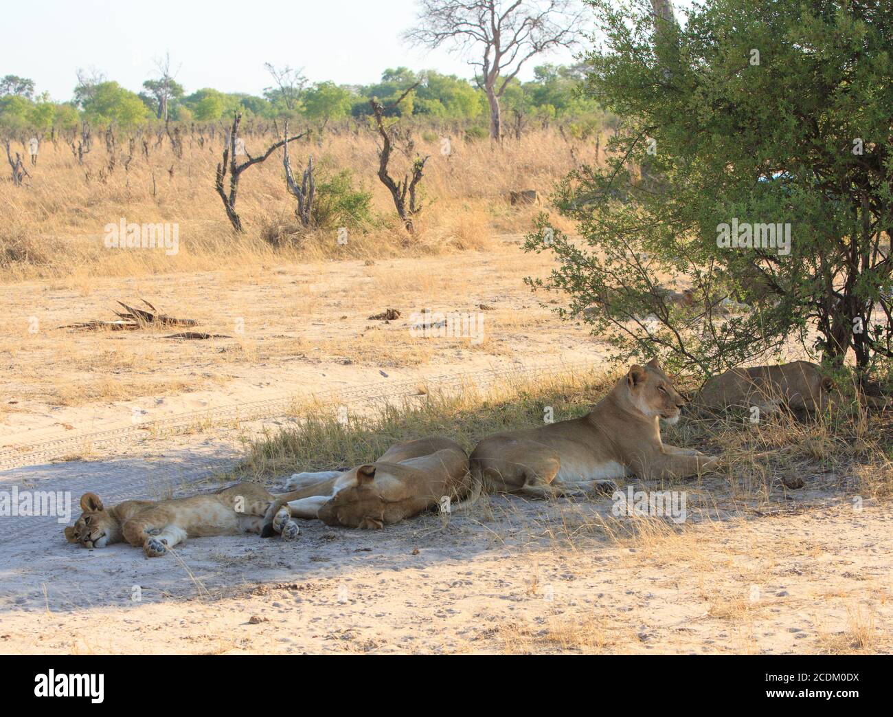 A Pride of Lions resting next to a green bush with a natural dry ...
