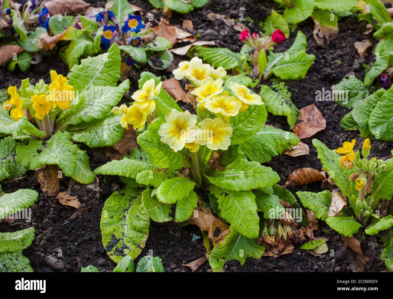 New Zealand Countryside, iconic kiwi scenes: Flower beds: Primroses ...