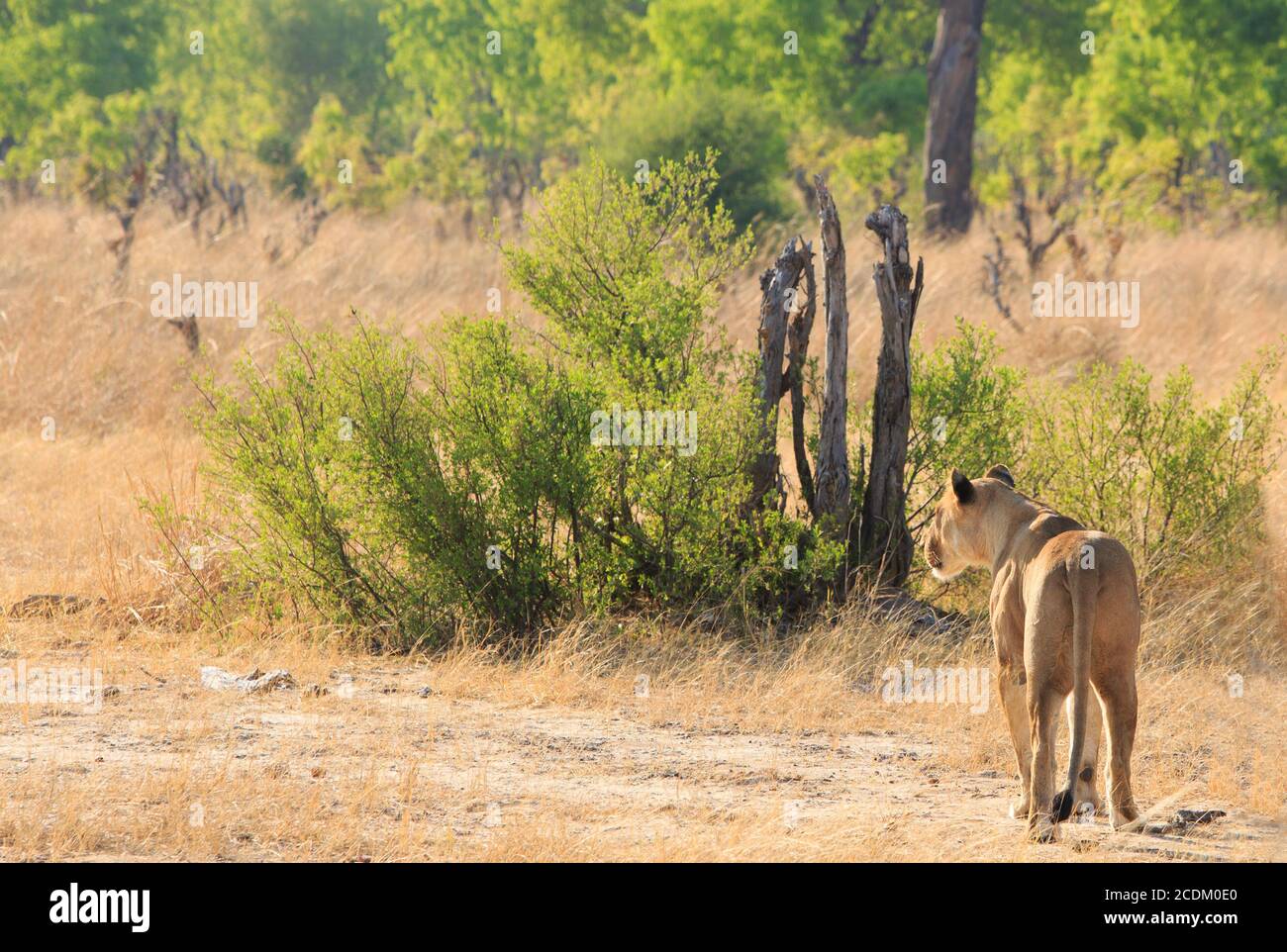 A Lone Lioness (panthera Leo) surveys the African Savannah in search of ...