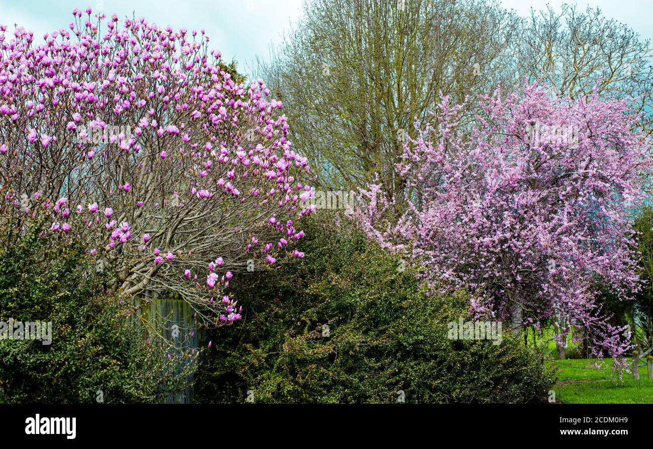 New Zealand Countryside, iconic kiwi scenes: resplendent Spring ...
