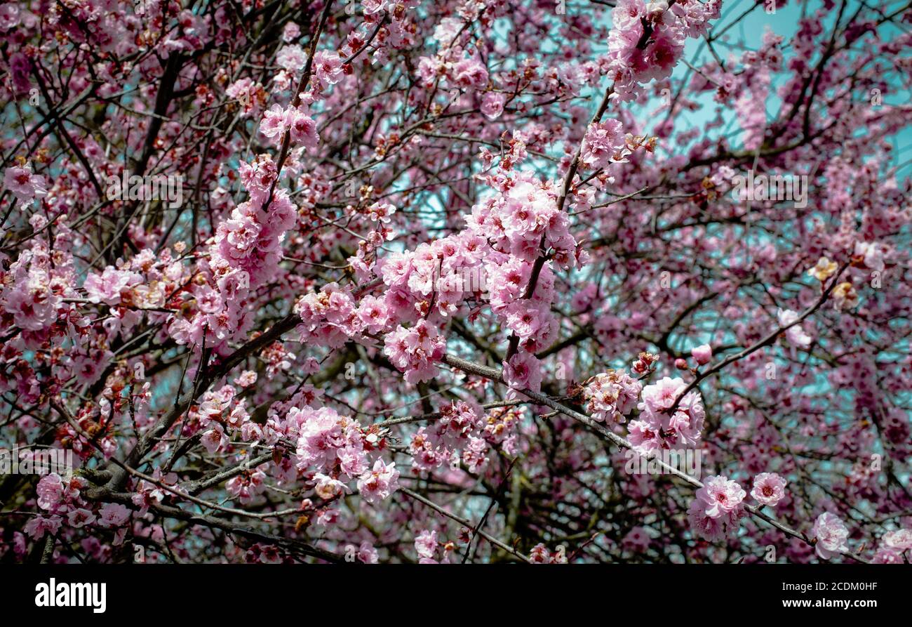 New Zealand Countryside, iconic kiwi scenes: Plum Trees resplendent ...