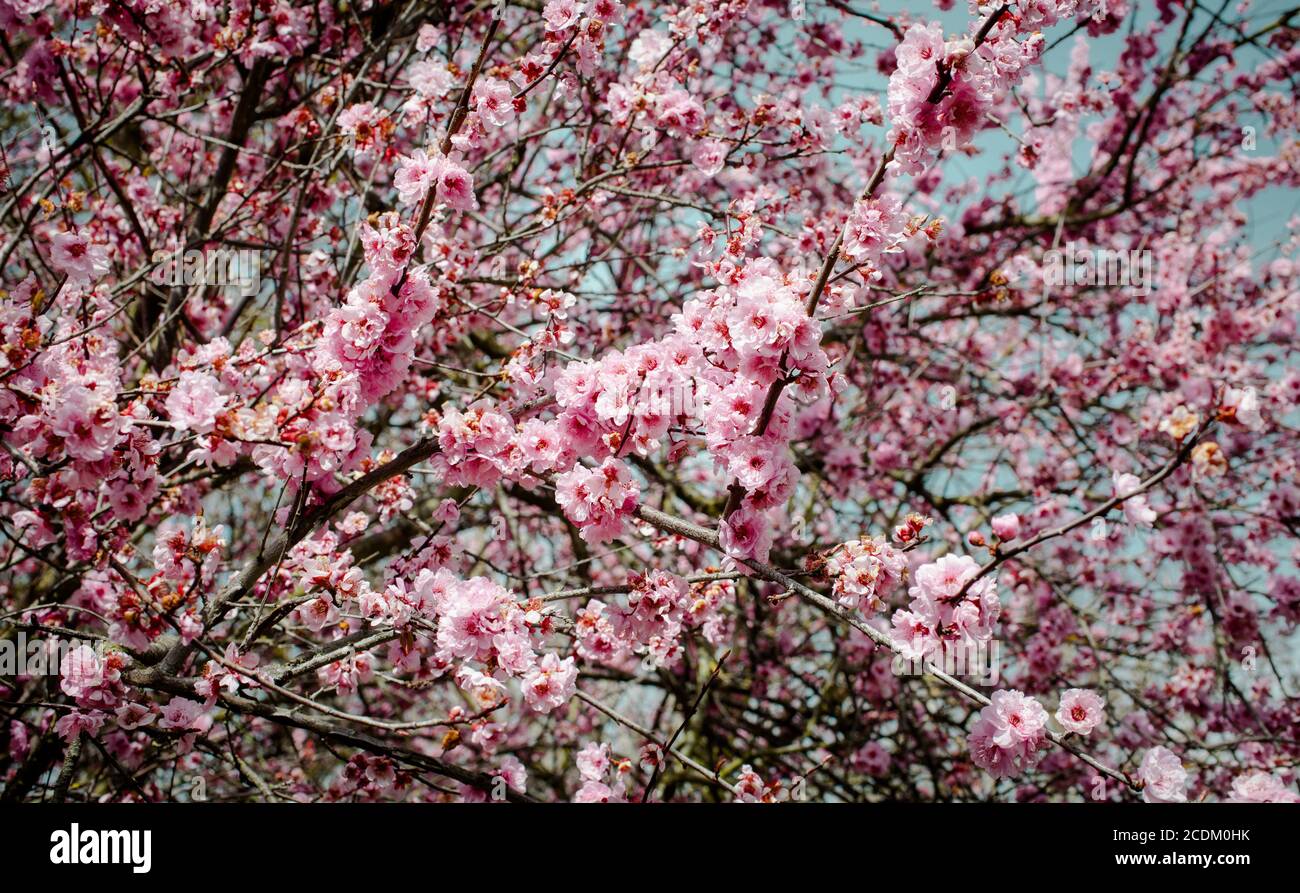 New Zealand Countryside, iconic kiwi scenes: Plum Trees resplendent ...