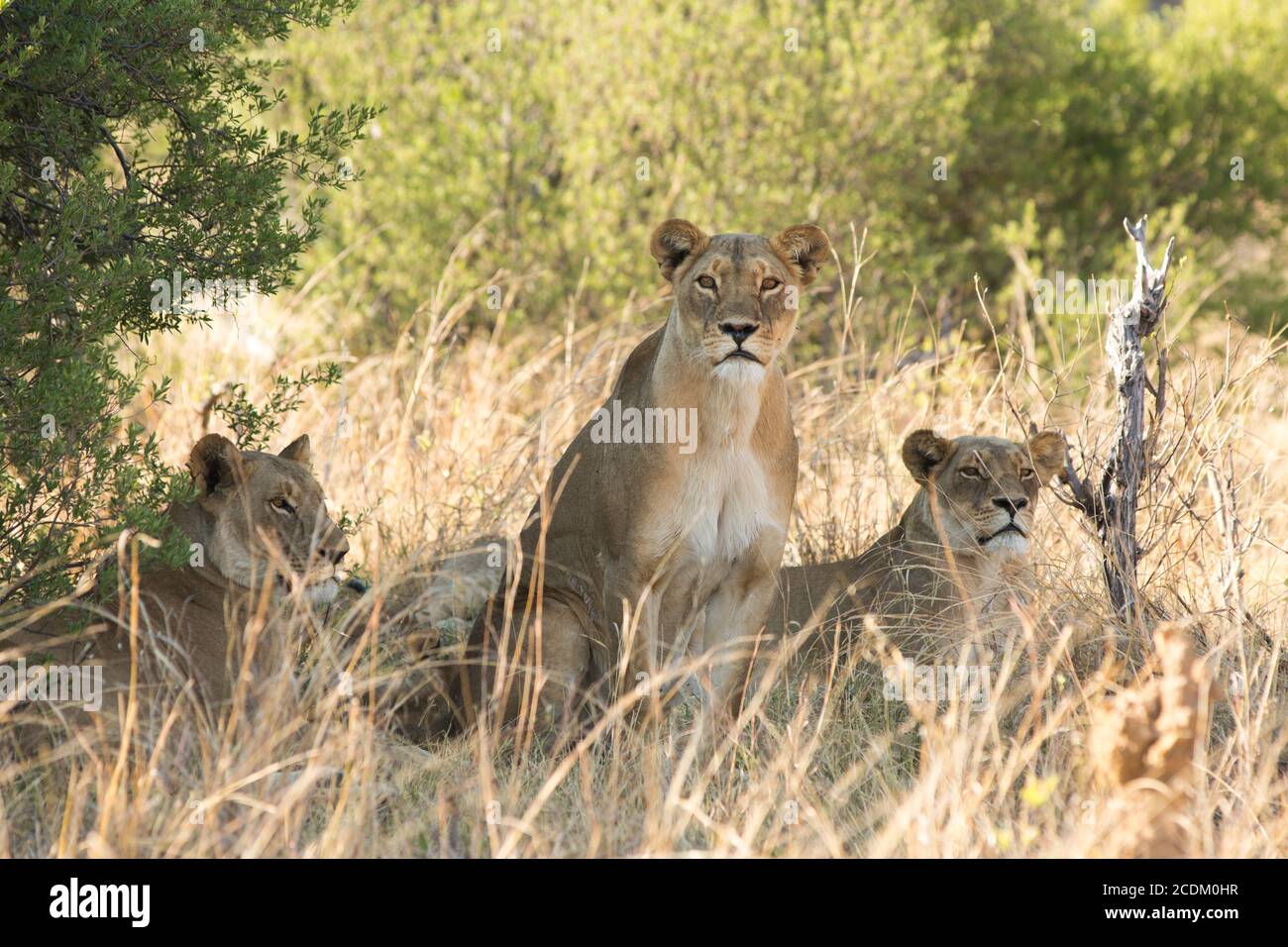 Three Lionesses resting in a patch of grassland, while the one in the ...
