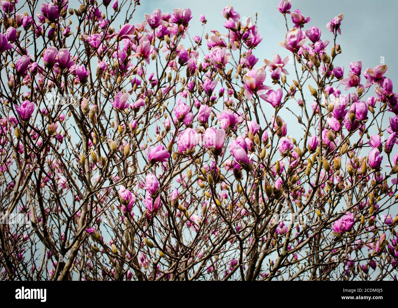 New Zealand Countryside, iconic kiwi scenes: resplendent Spring ...