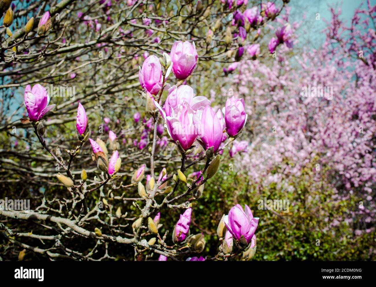 New Zealand Countryside, iconic kiwi scenes: resplendent Spring ...