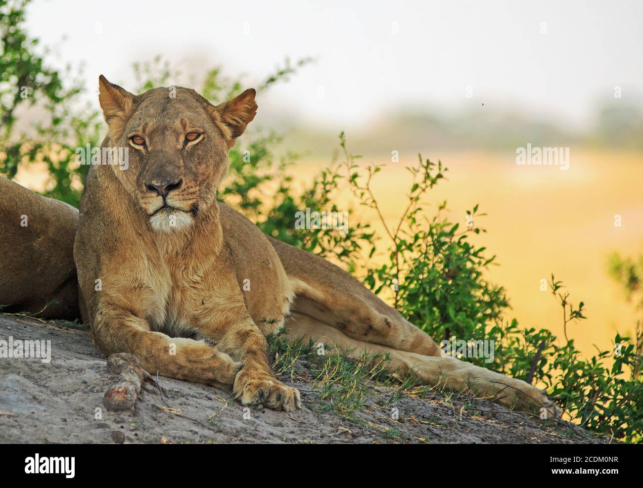 Beautiful african lioness hi-res stock photography and images - Alamy