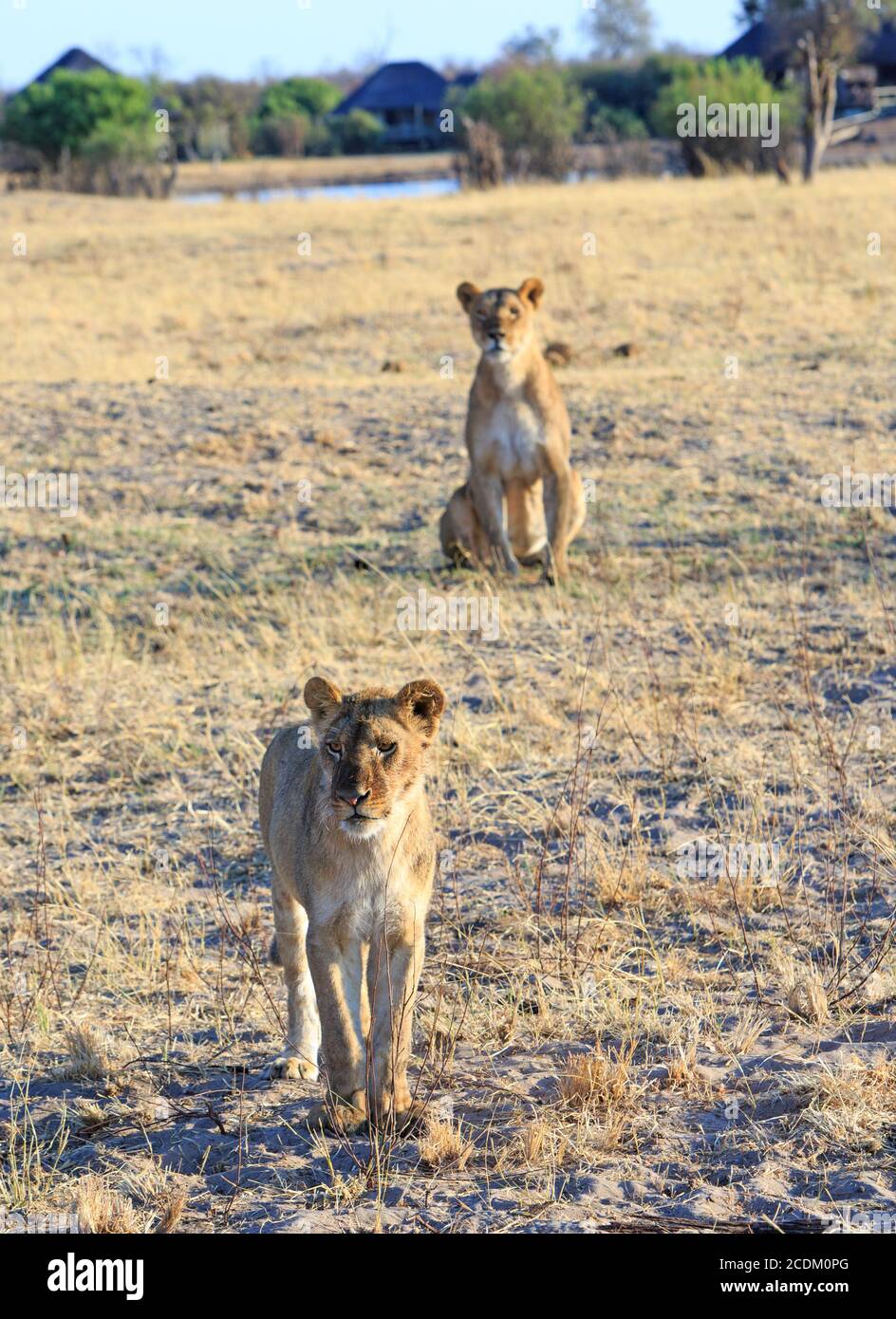 Portrait view of Adolescent Lion Cub in the foreground while Mum looks ...