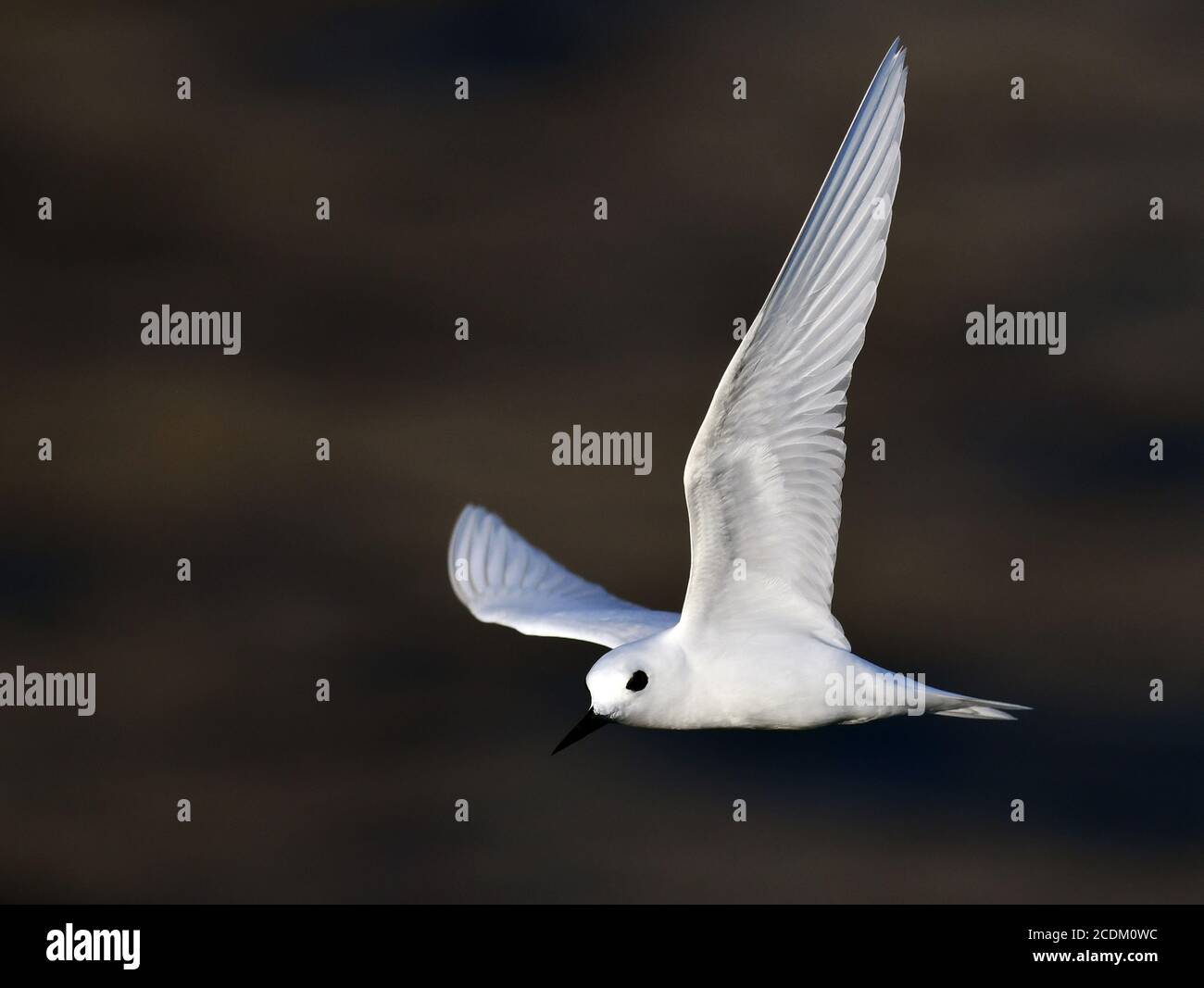 White tern (Gygis alba), in flight, Ascension island Stock Photo - Alamy