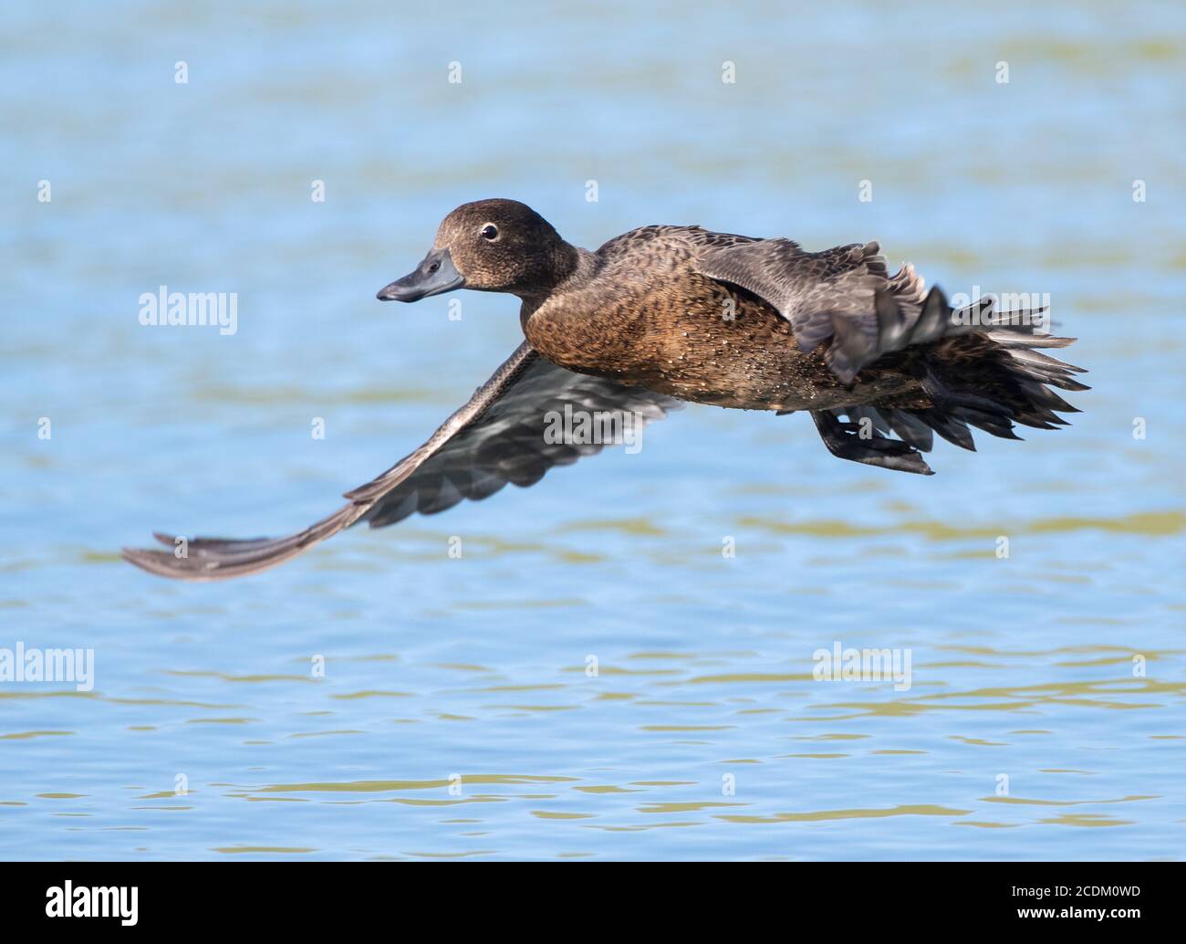 Brown Teal (Anas chlorotis), adult flying over a lake, New Zealand ...