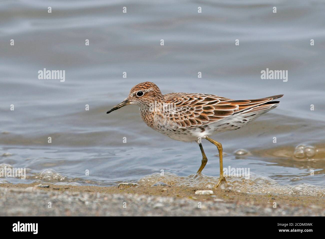 sharp-tailed sandpiper (Calidris acuminata), Adult foraging along the ...