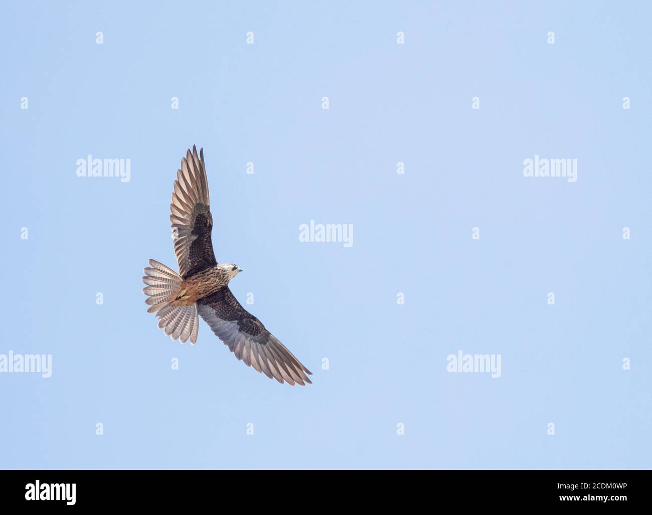 Eleonora's falcon (Falco eleonorae), in flight, Cyprus Stock Photo - Alamy