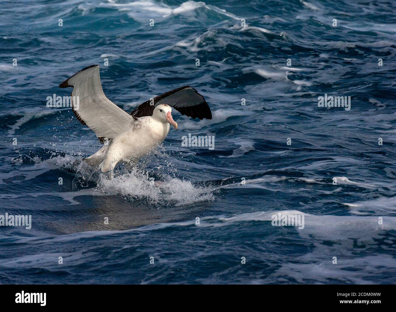 Tristan albatross (Diomedea dabbenena), Adult landing on blue colored ...