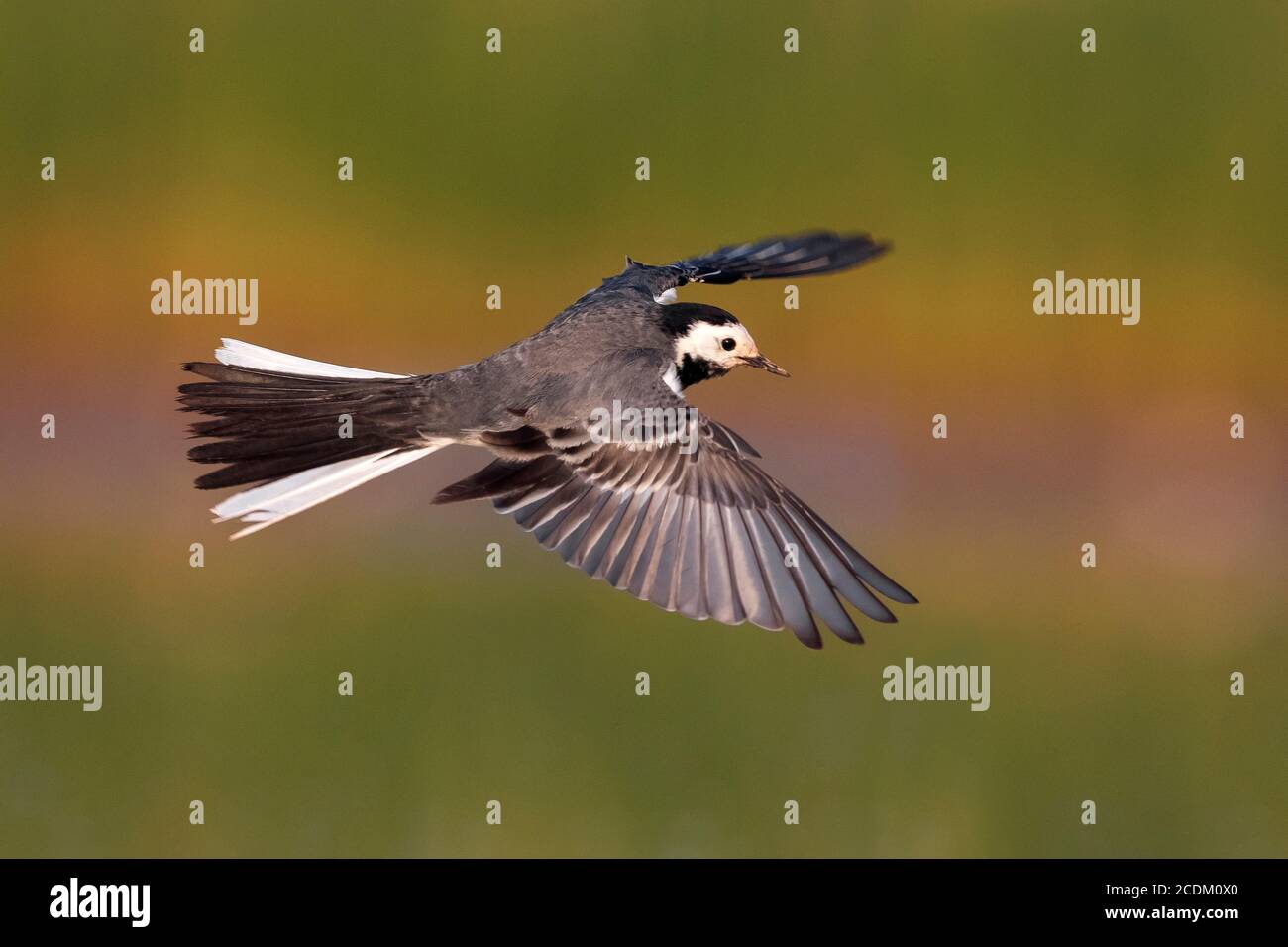 wagtail, white wagtail (Motacilla alba), in flight, Italy Stock Photo ...
