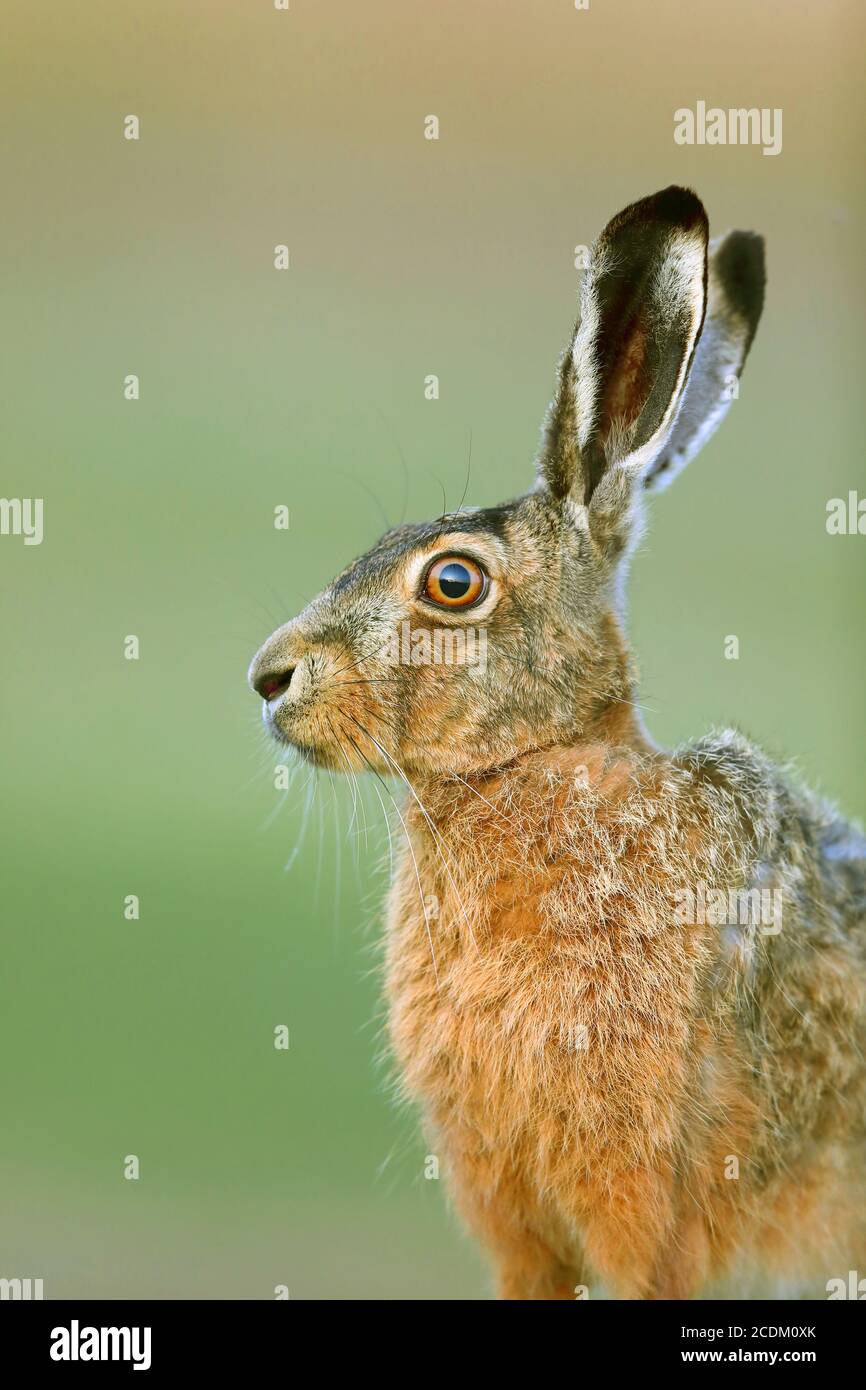 Side view portrait brown hare hi-res stock photography and images - Alamy
