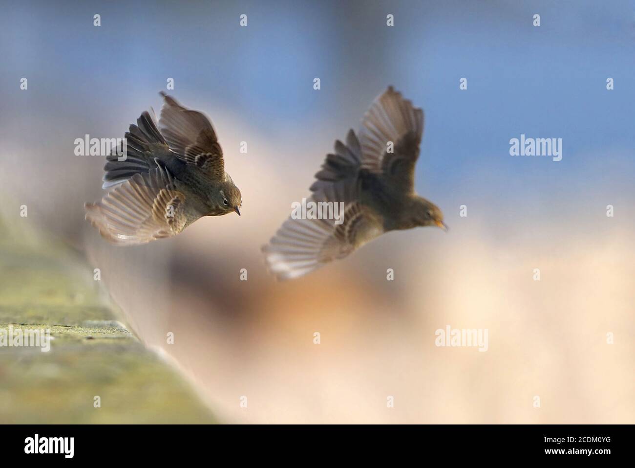 Pipits of europe hi-res stock photography and images - Alamy