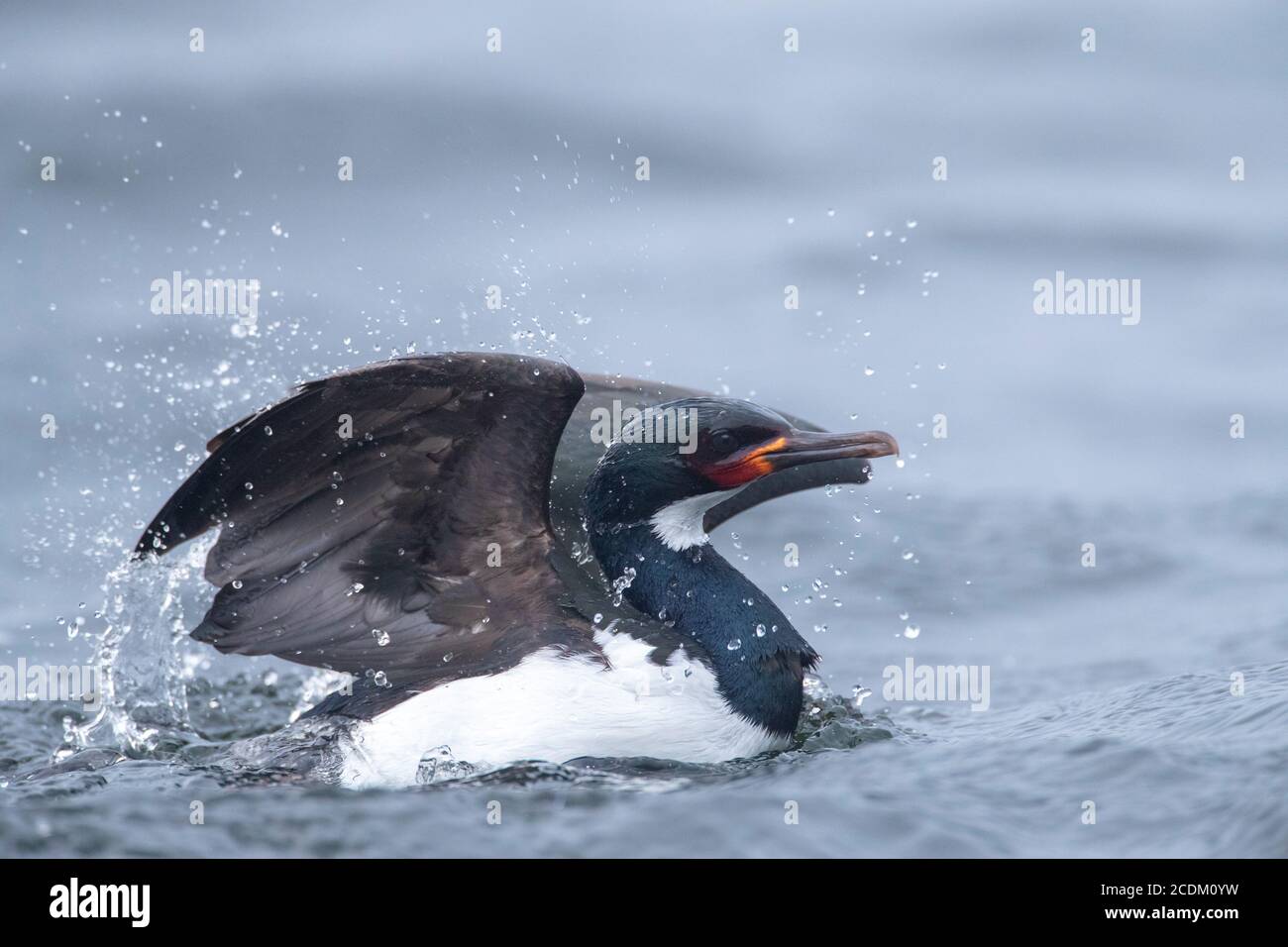 Campbell shag (Phalacrocorax campbelli, Leucocarbo campbelli), swimming ...