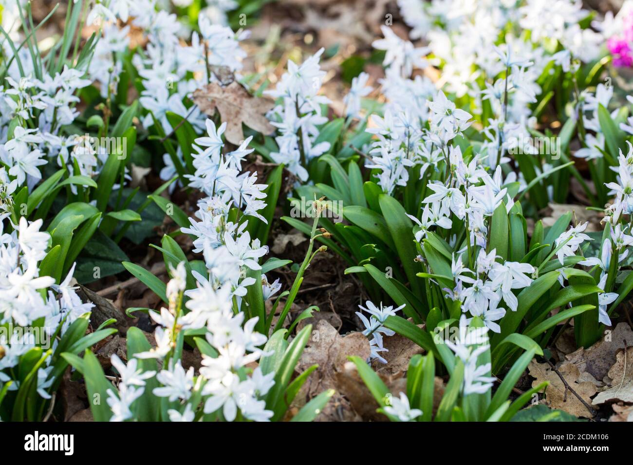 White Squill Scilla High Resolution Stock Photography and Images - Alamy