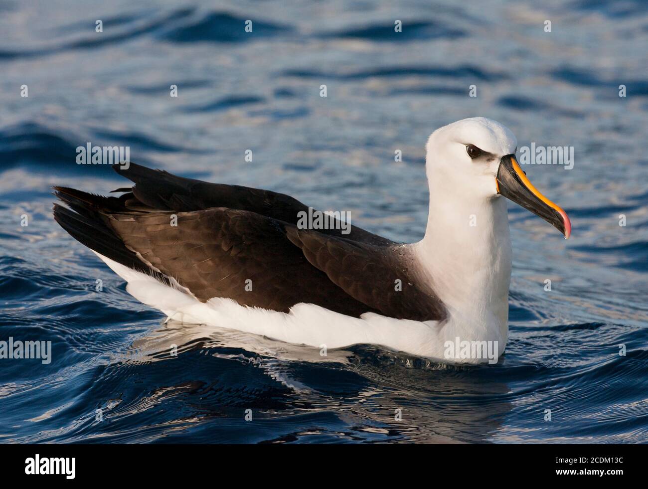 Atlantic yellow-nosed albatross (Thalassarche chlororhynchos), swimming ...