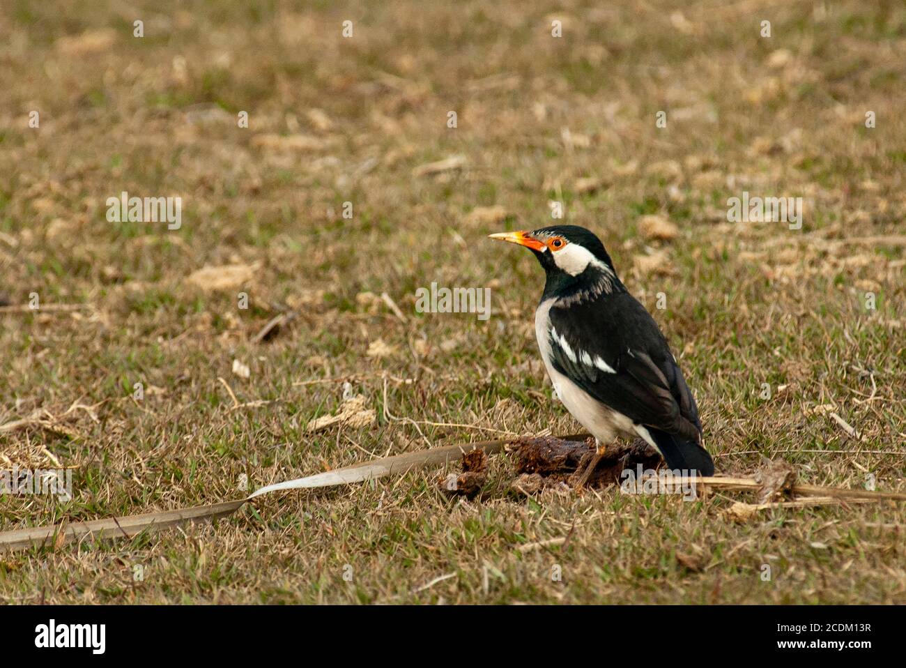 Asian pied starling, Pied Myna (Sturnus contra, Gracupica contra ...