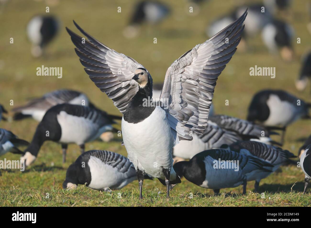 barnacle goose (Branta leucopsis), flapping wings, Netherlands, Frisia ...