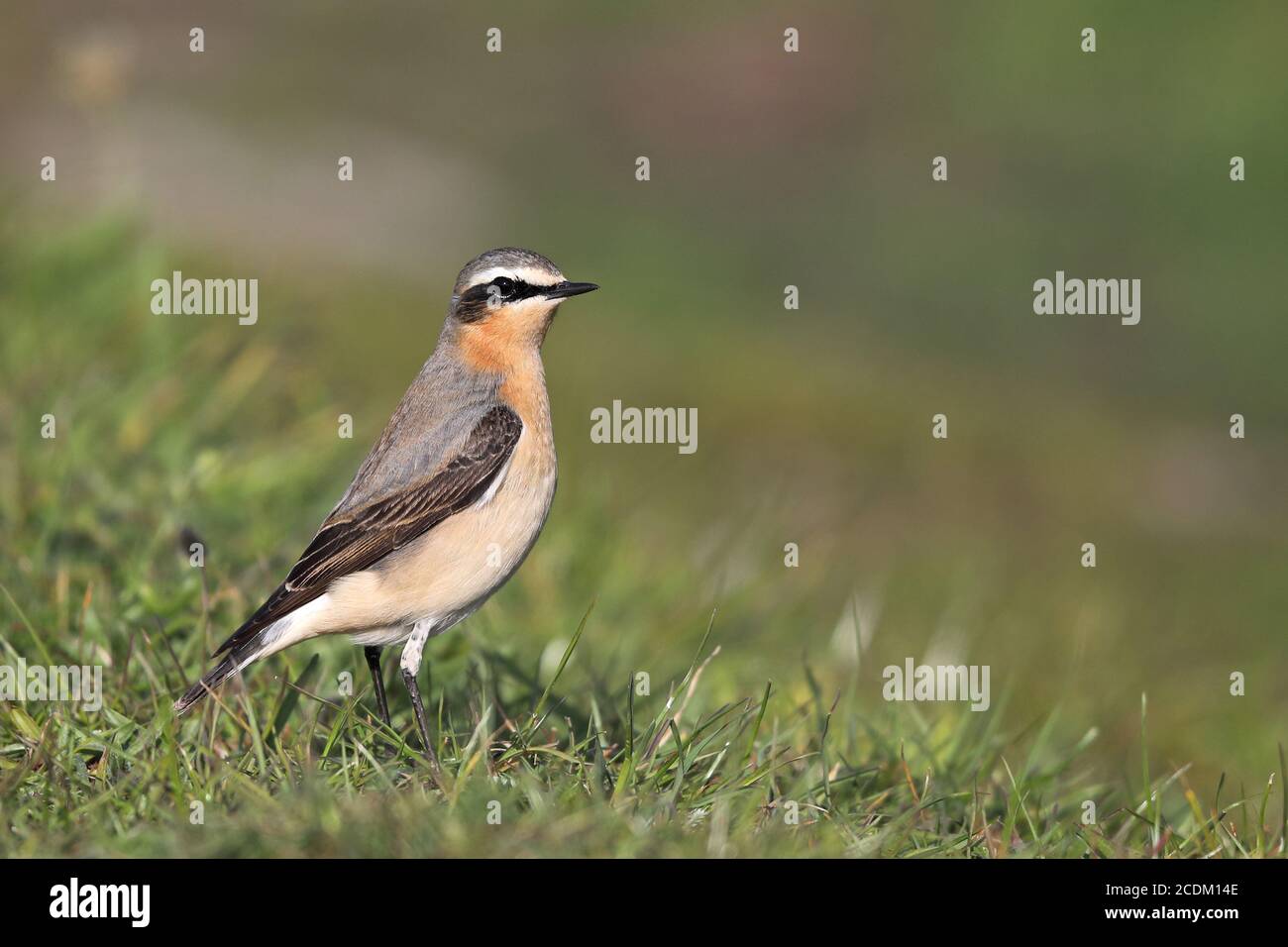 Male northern wheatear hi-res stock photography and images - Alamy