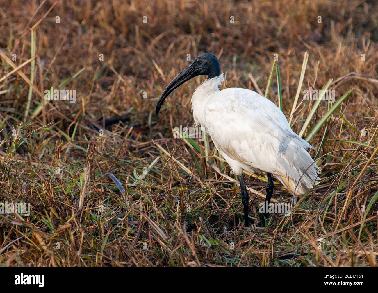 Asiatic ibis hi-res stock photography and images - Alamy