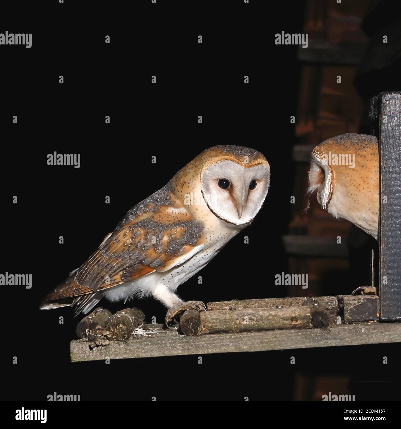 Juvenile owls hi-res stock photography and images - Alamy