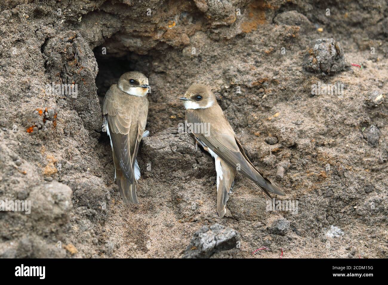 sand martin (Riparia riparia), couple sitting in front of the breeding ...