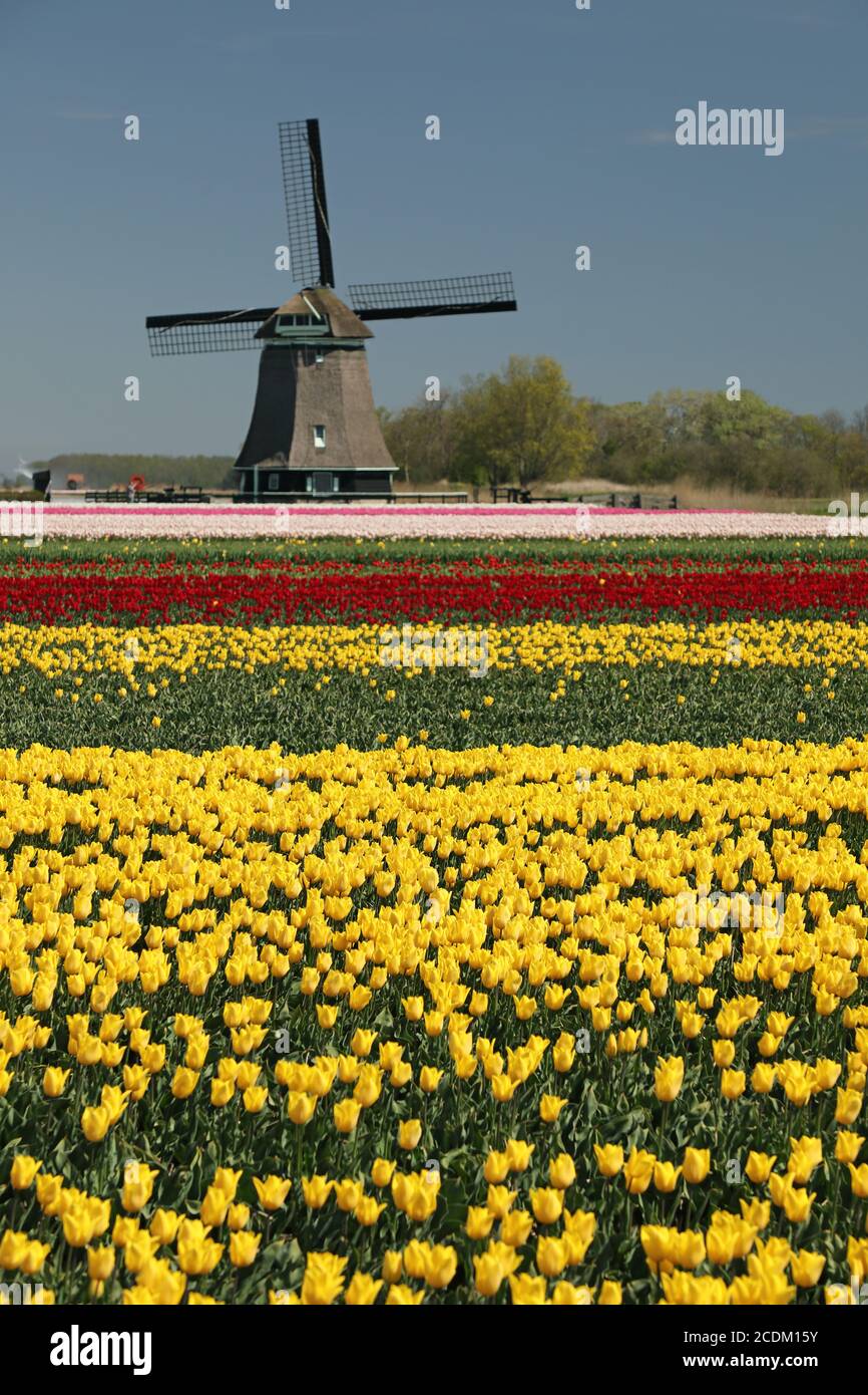 Netherlands windmill tulip hi-res stock photography and images - Alamy