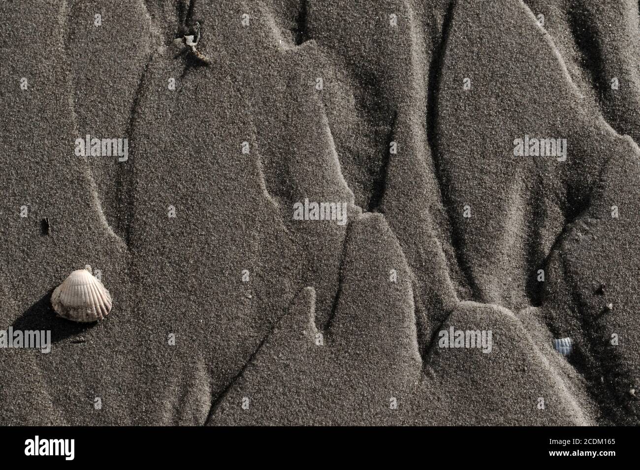 Sand structures at the beach with shell, Netherlands, Texel Stock Photo ...