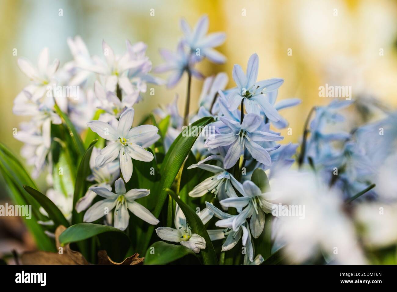 White Squill Scilla High Resolution Stock Photography and Images - Alamy