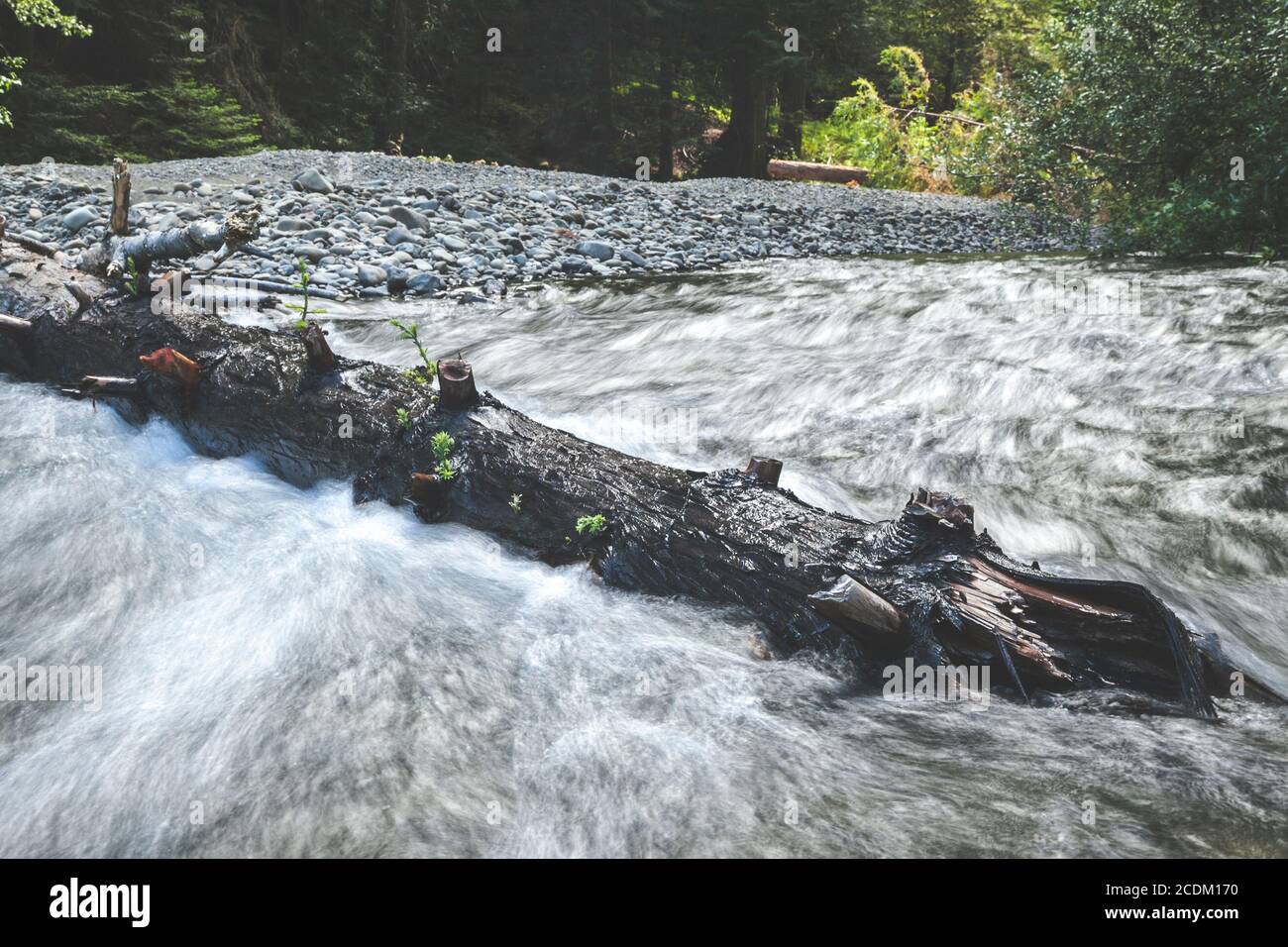 River water rushing around a fallen pine tree in a forest Stock Photo ...
