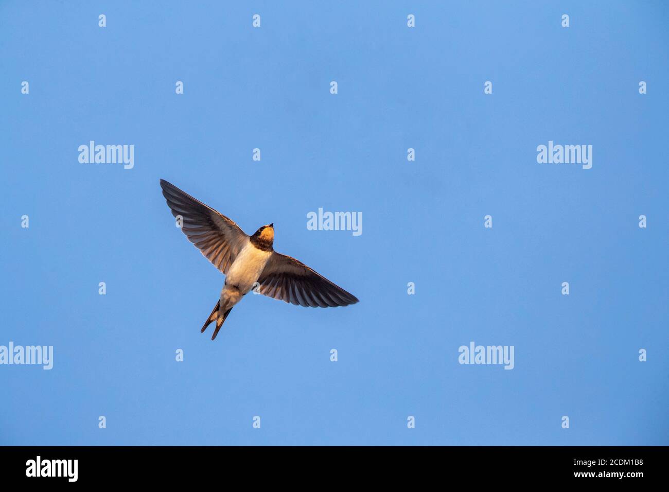 Barn swallow flight hi-res stock photography and images - Alamy