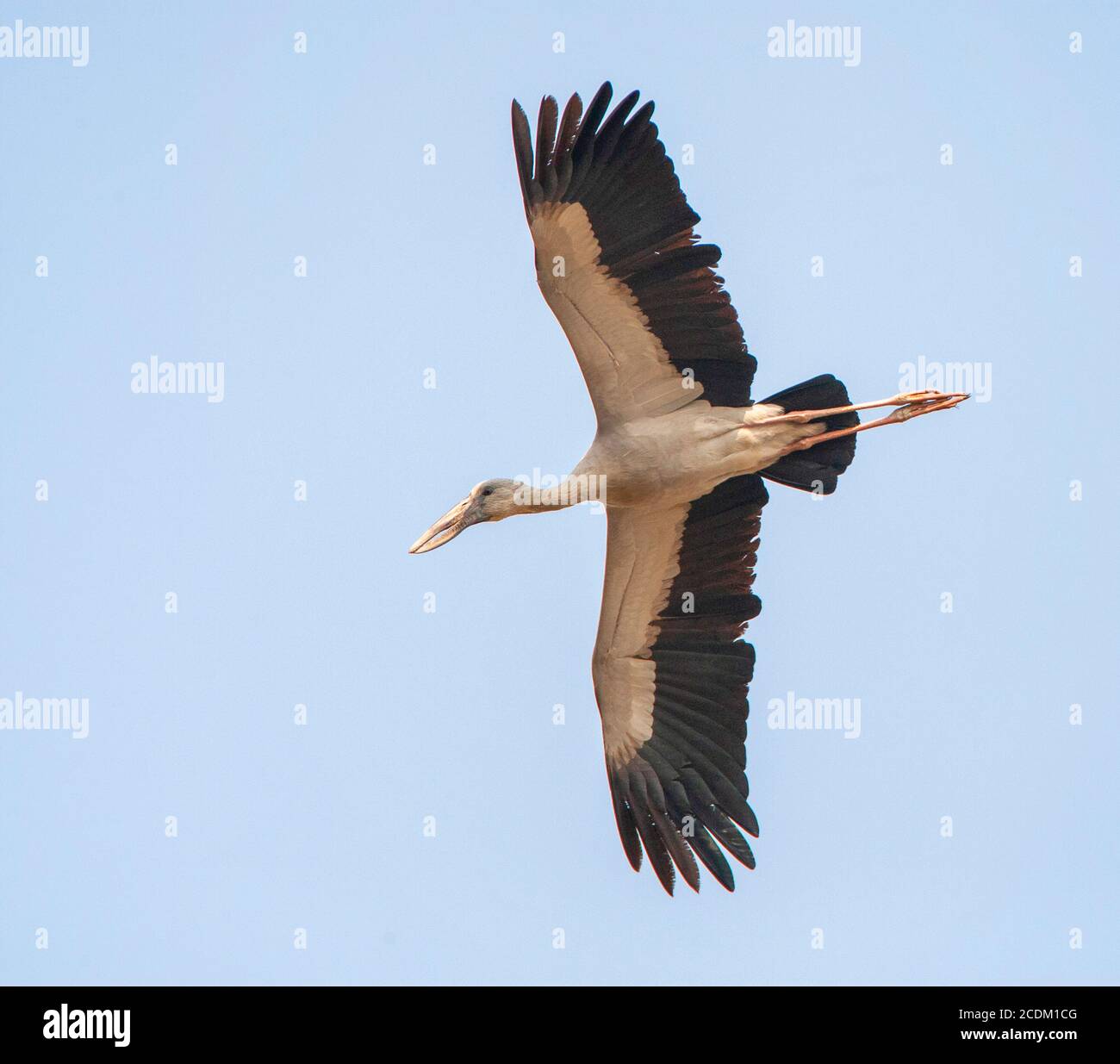 The south asian birds hi-res stock photography and images - Alamy