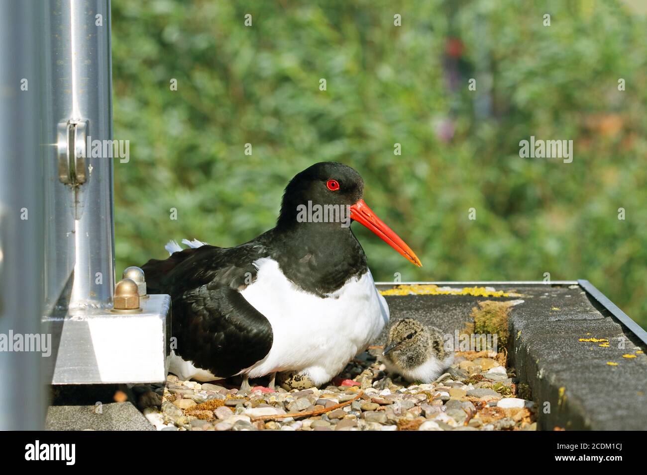 Canopy animals hi-res stock photography and images - Alamy