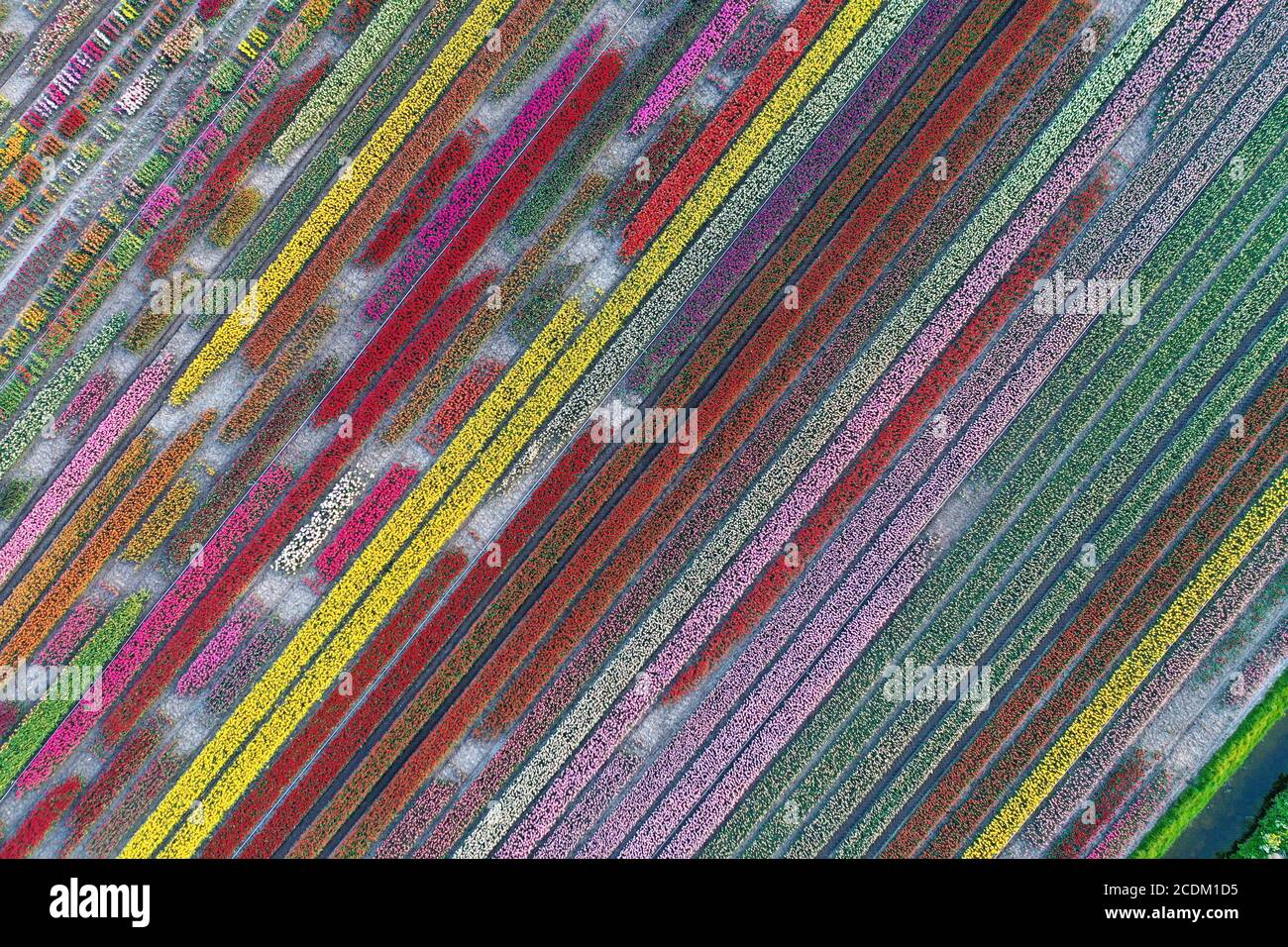 Tulip fields holland aerial hi-res stock photography and images - Alamy