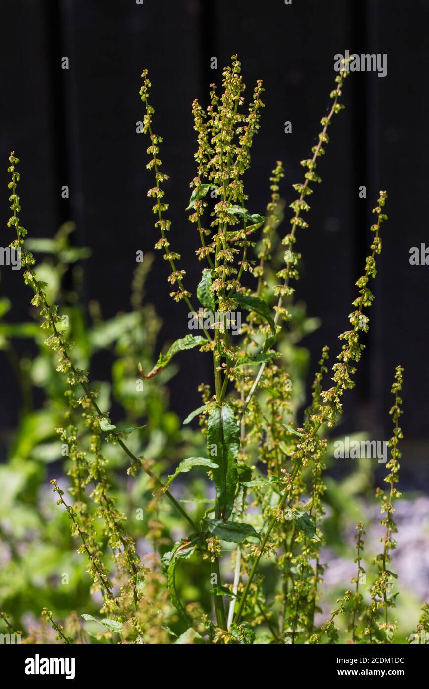wood dock, red vine dock (Rumex sanguineus), blooming against black ...