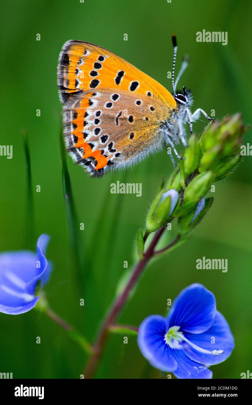 Violet Copper (Lycaena helle), at gypsyweed, side view, Germany, North ...