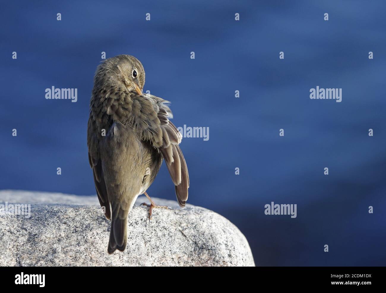 Scandinavian Hebrides Rock pitpit (Anthus petrosus littoralis, Anthus ...