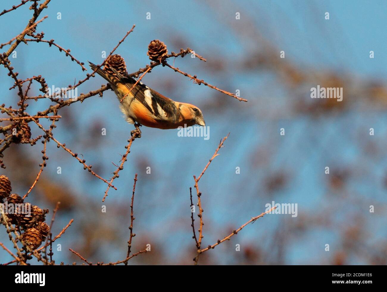 Eurasian White-winged crossbill (Loxia leucoptera bifasciata, Loxia ...