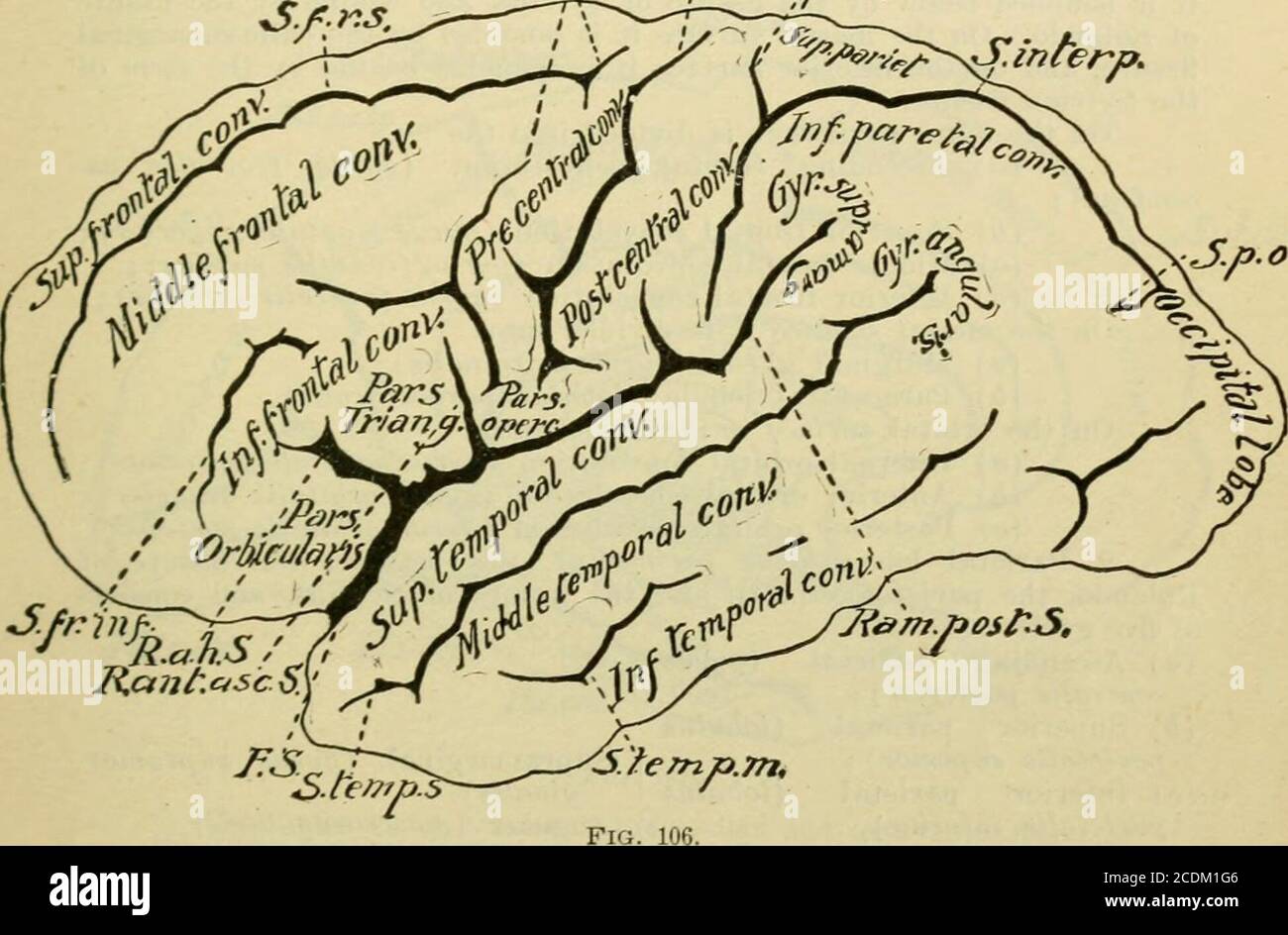 . Handbook of anatomy; being a complete compend of anatomy, including ...