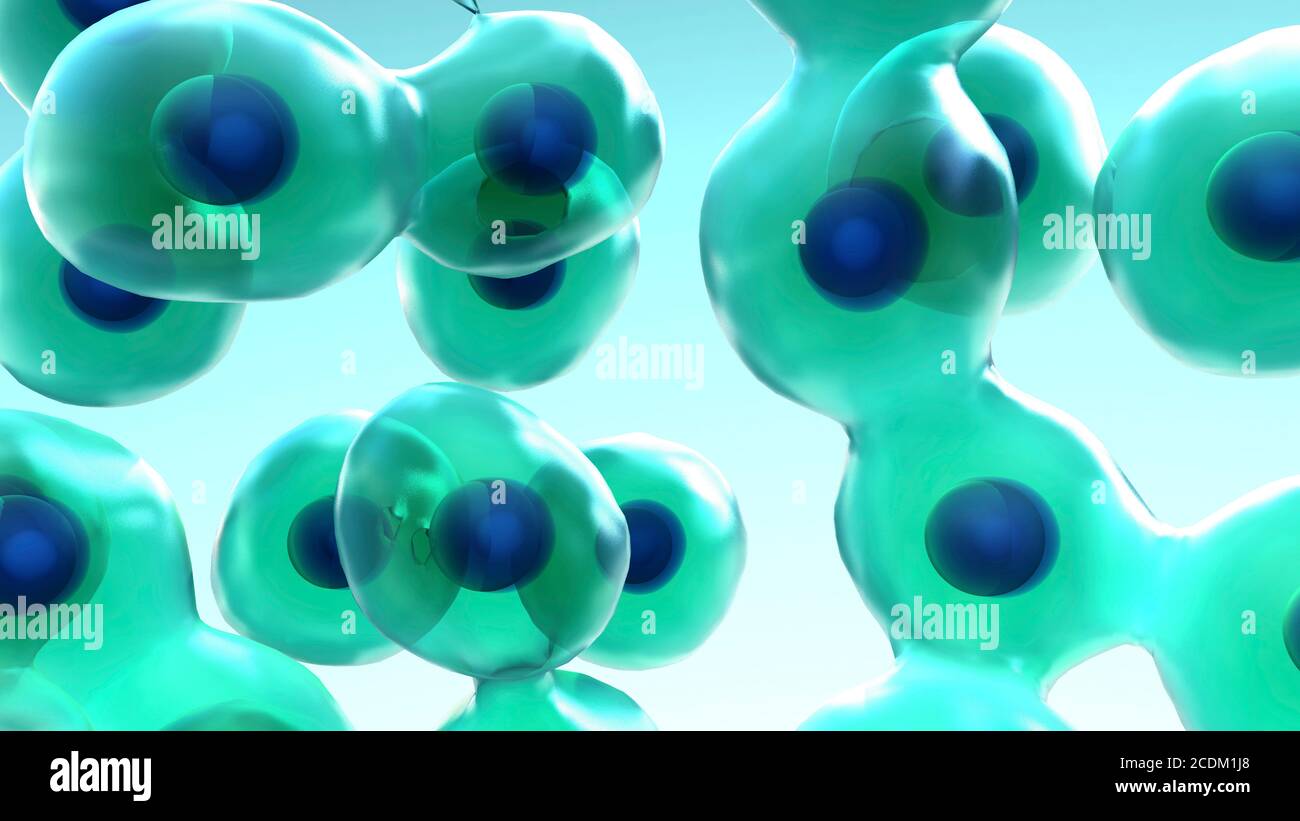 Cells dividing, illustration Stock Photo - Alamy