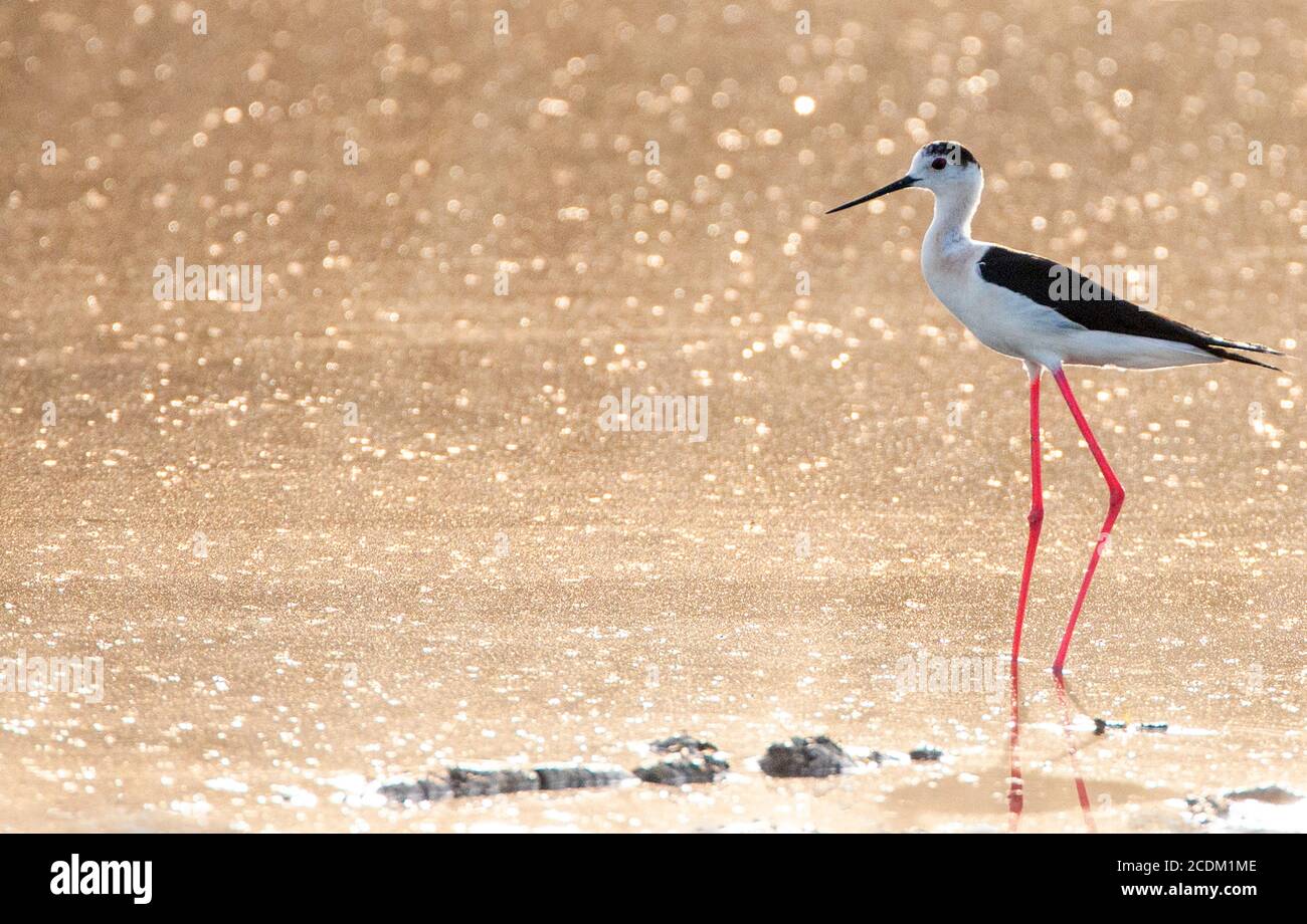 black-winged stilt (Himantopus himantopus), adult standing in shallow ...