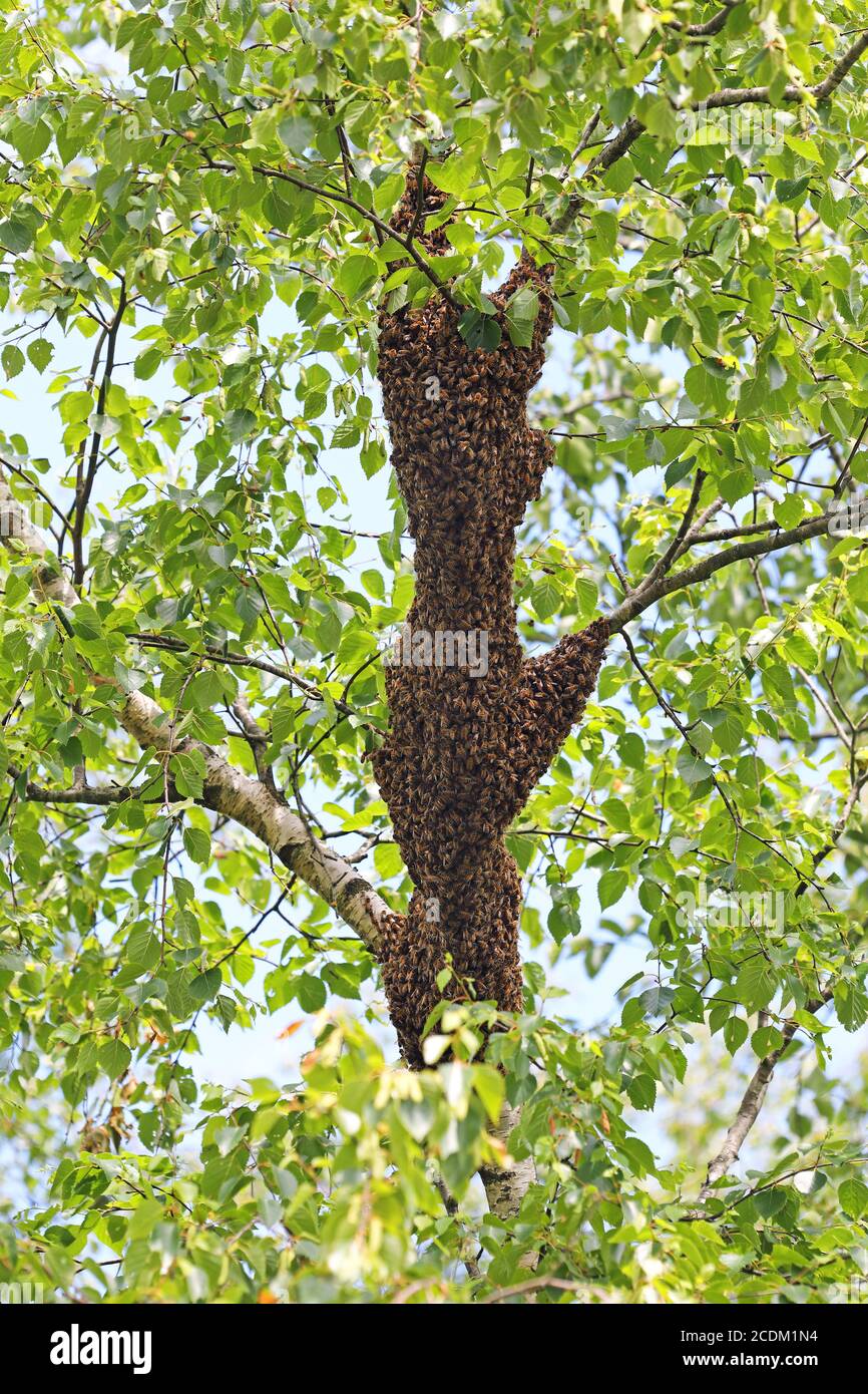 Cluster cluster hi-res stock photography and images - Alamy