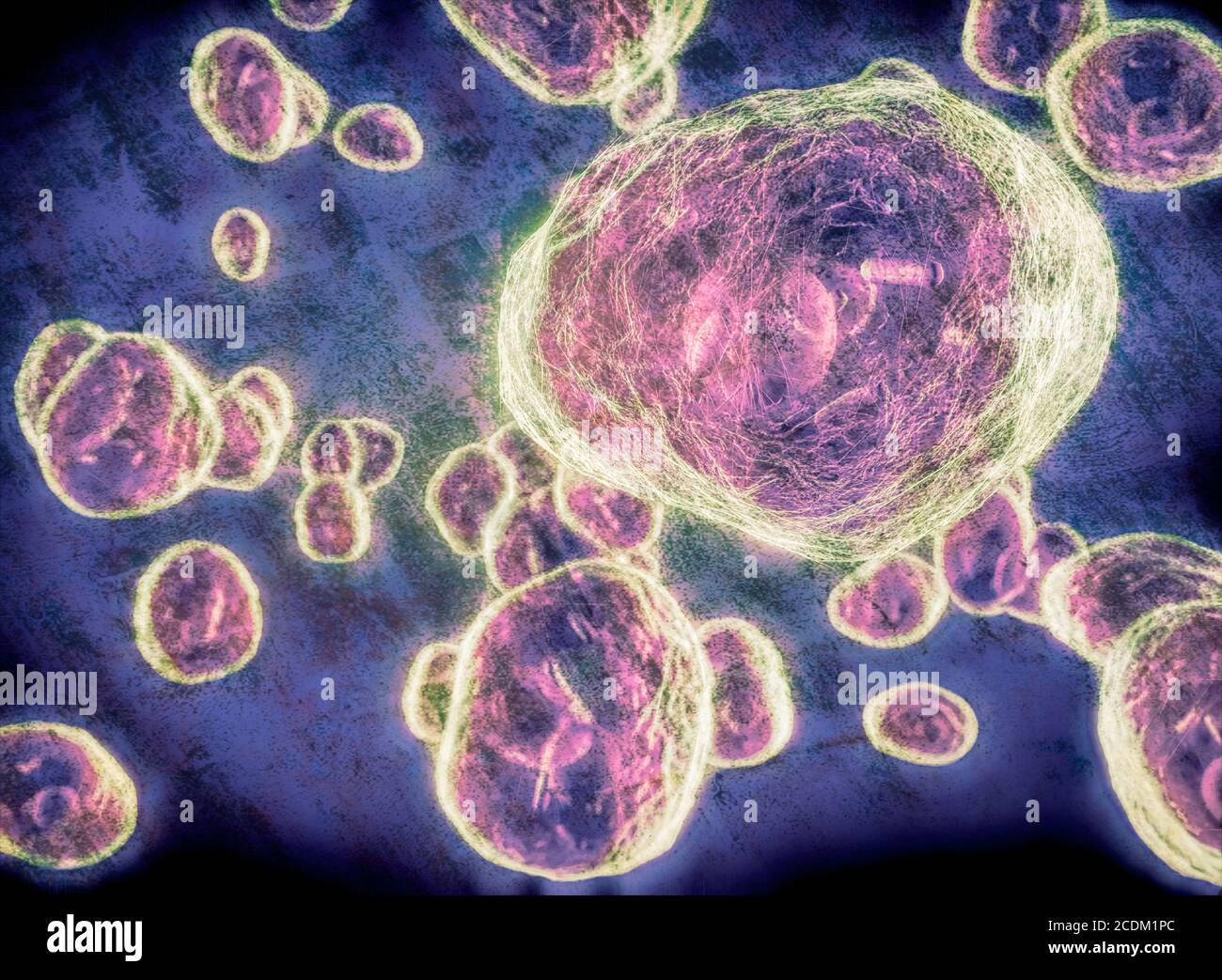 3d illustration of Pneumocystis jirovecii (formerly known as ...