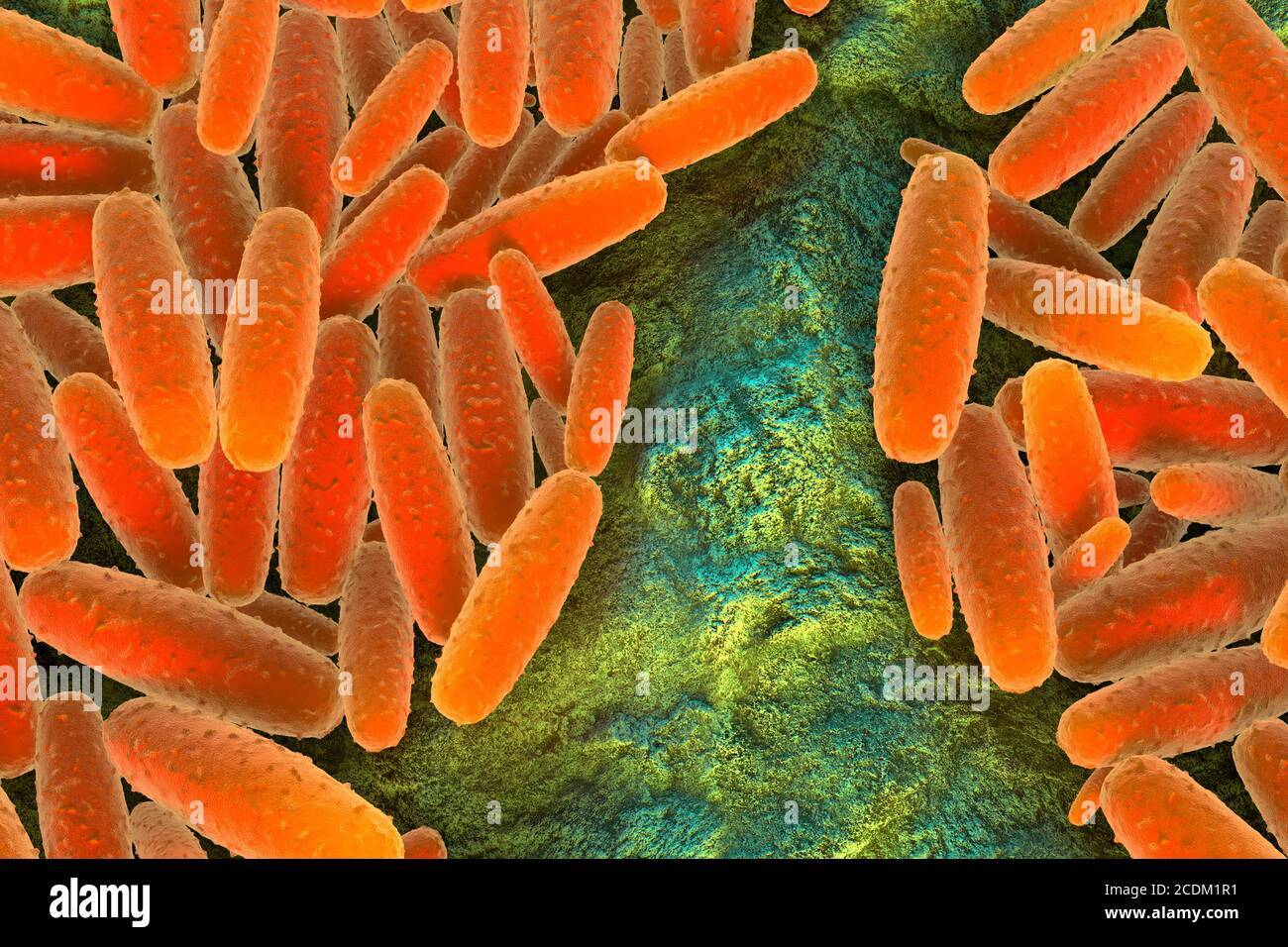 Pasteurella Multocida In Cattle