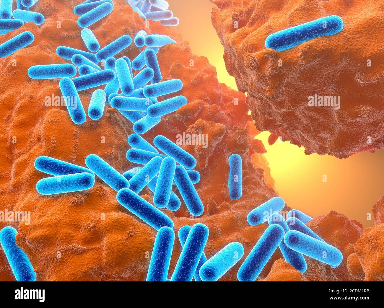 Pseudomonas aeruginosa bacteria hi-res stock photography and images - Alamy