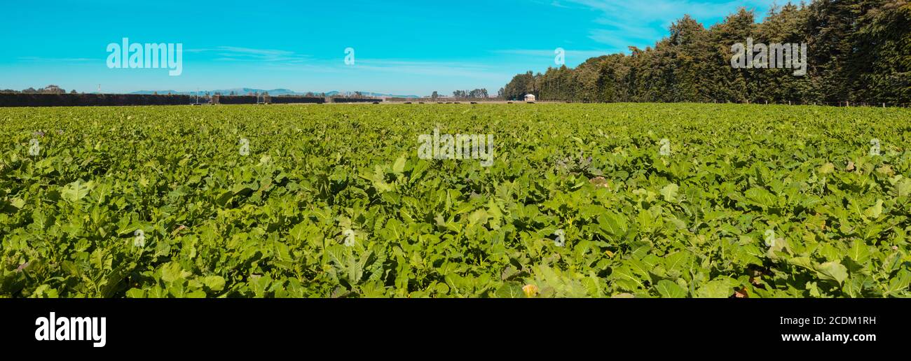 New Zealand Countryside, iconic kiwi scenes Stock Photo - Alamy
