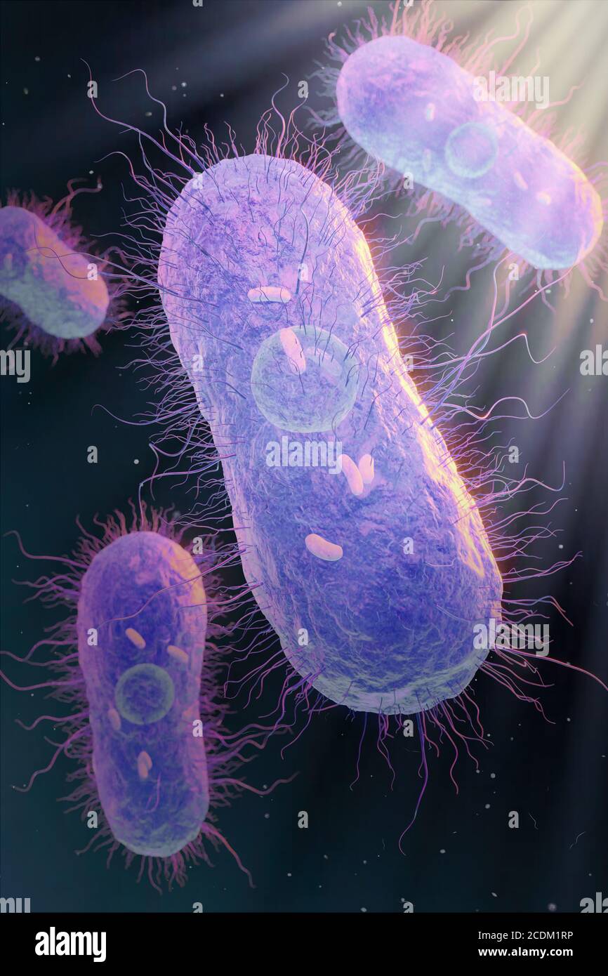 3d illustration of Salmonella sp. bacteria showing internal structure ...