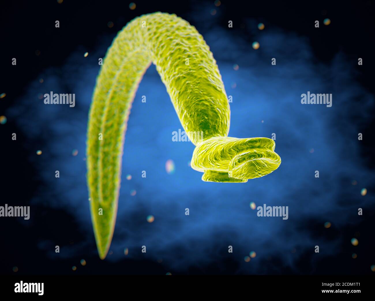 Schistosoma Mansoni Ova